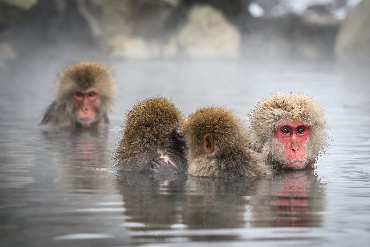 Photos: Japan's bathing 'snow monkeys'