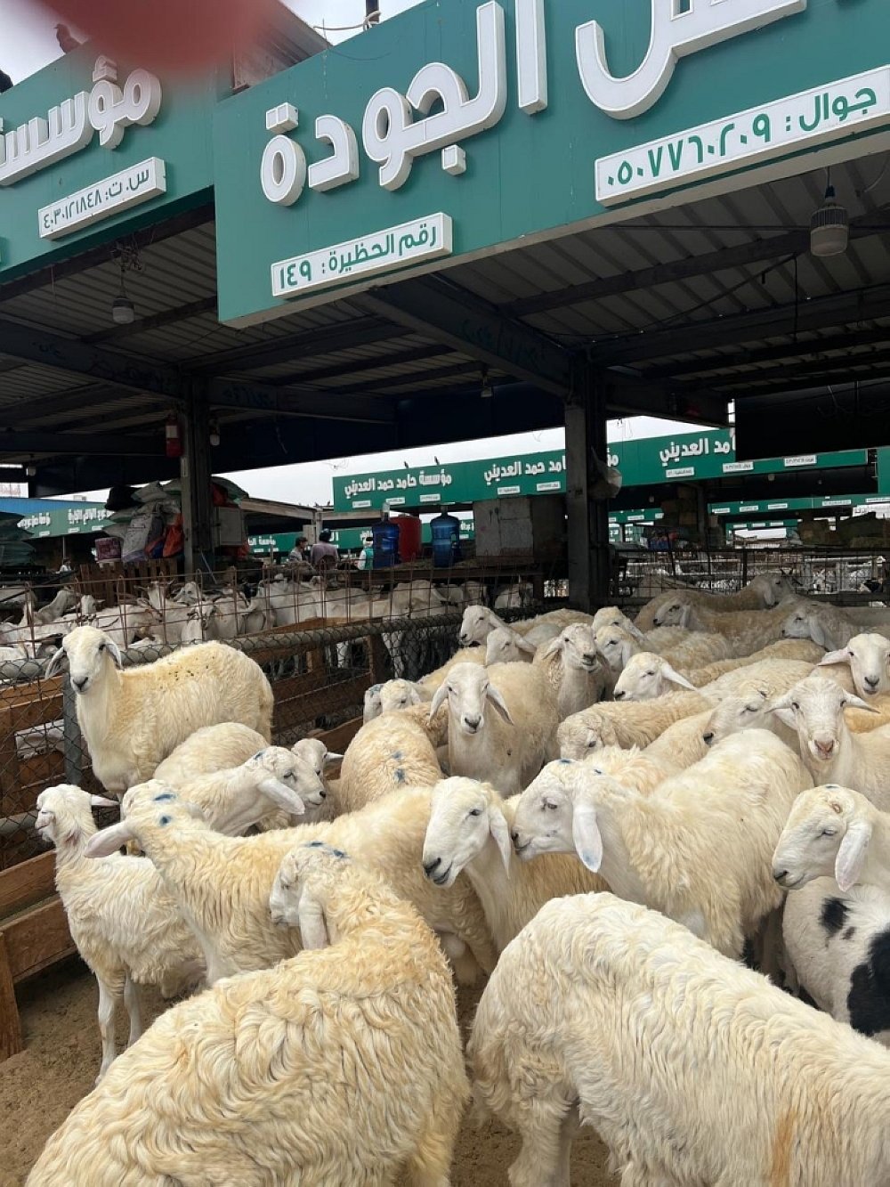 Sudan war drives up sheep prices in Saudi Arabia ahead of Ramadan 2025