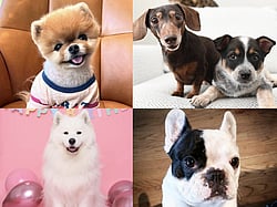 Meet the canine celebrities: Top 10 dog influencers taking over social ...