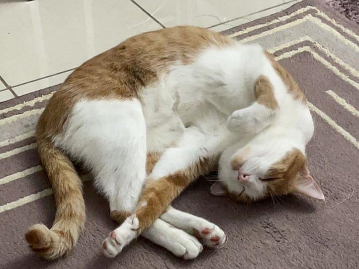 How pets love: Beyond just cuddles and scratches