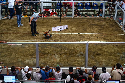 Cockfighting in the Philippines: By the numbers, disappearances and the ...