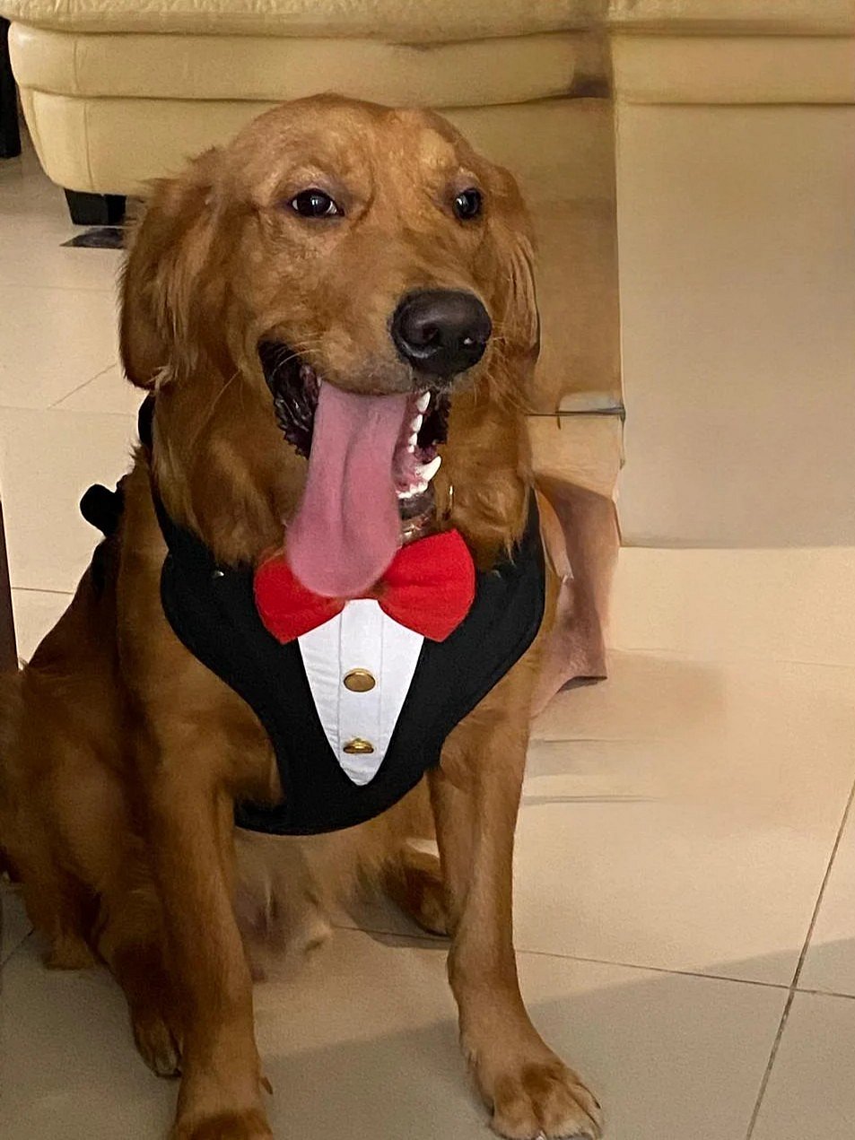From shelter survivor to beloved hero: The inspiring story of Steve ...