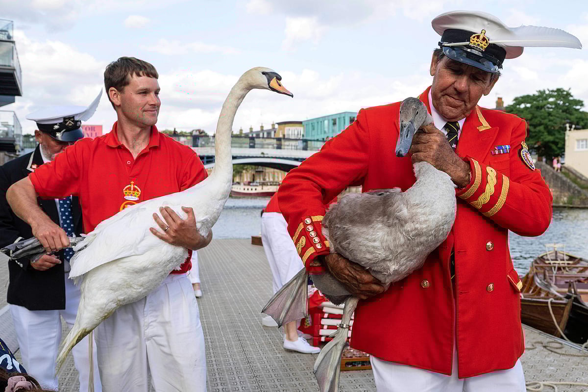Britain's royal swan counter feels 'positive' as Thames population ...