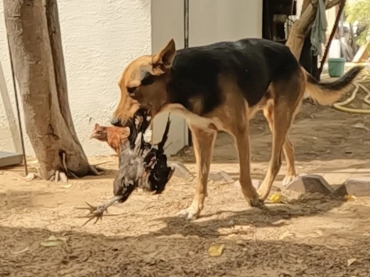 Watch the UAE dog that has won hearts by caring for paralysed hen in ...