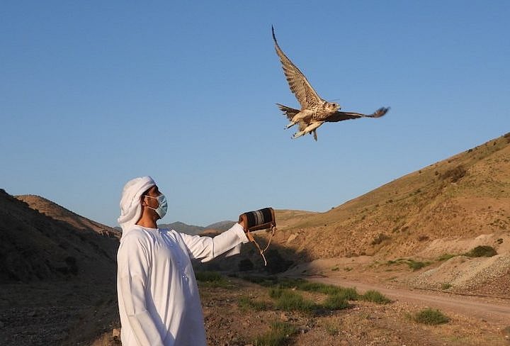 UAE releases 81 falcons into the wilds of Kazakhstan
