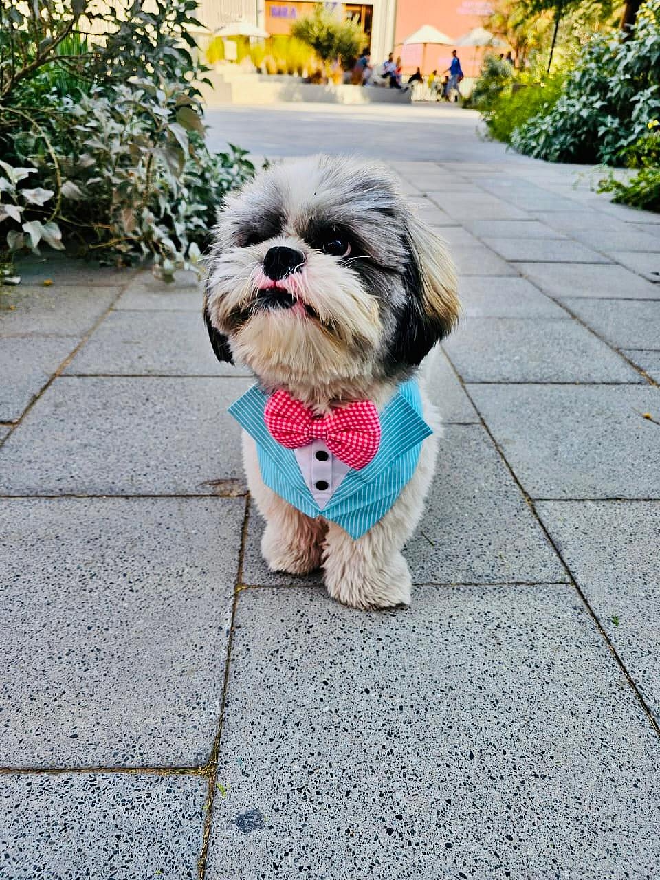 How Miso the Shih Tzu changed everything: An Indian couple’s ...