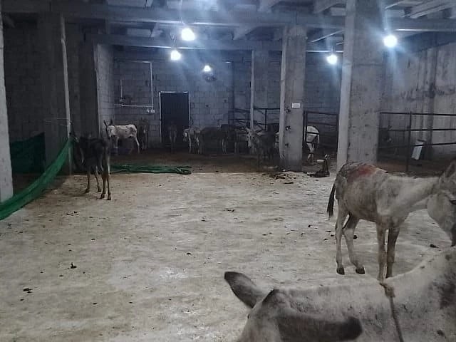 Pakistan: Donkey meat back on sale as authorities bust illegal ...