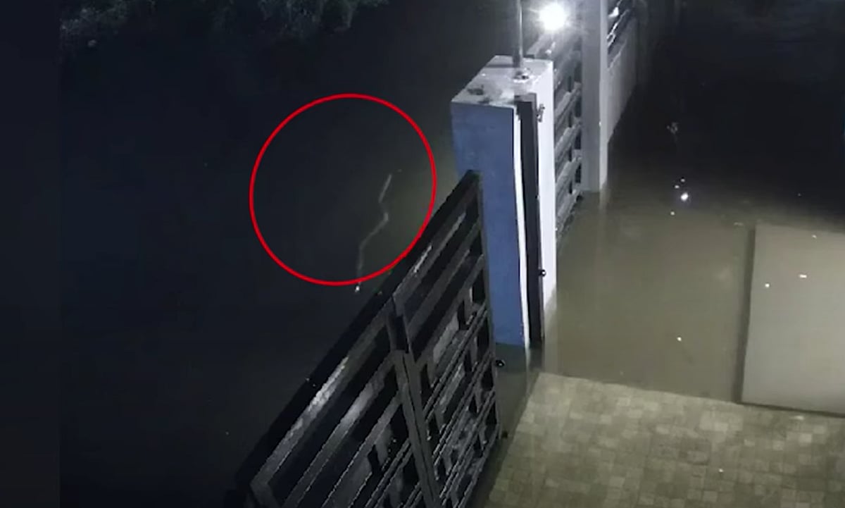 Cobra emerges near Manila: Snake spotted slithering in flooded area