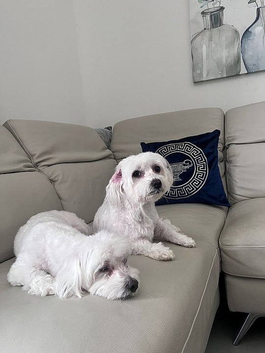 Life with Gucci and Timmy in Dubai: The joys of having Maltese pets at home