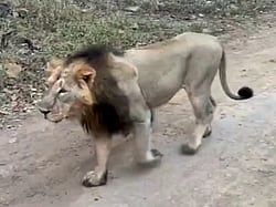 Watch: Relief at Vandalur Zoo as missing lion Sheryaar walks back to ...