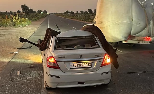 Camel crashes through car roof in India head-on collision