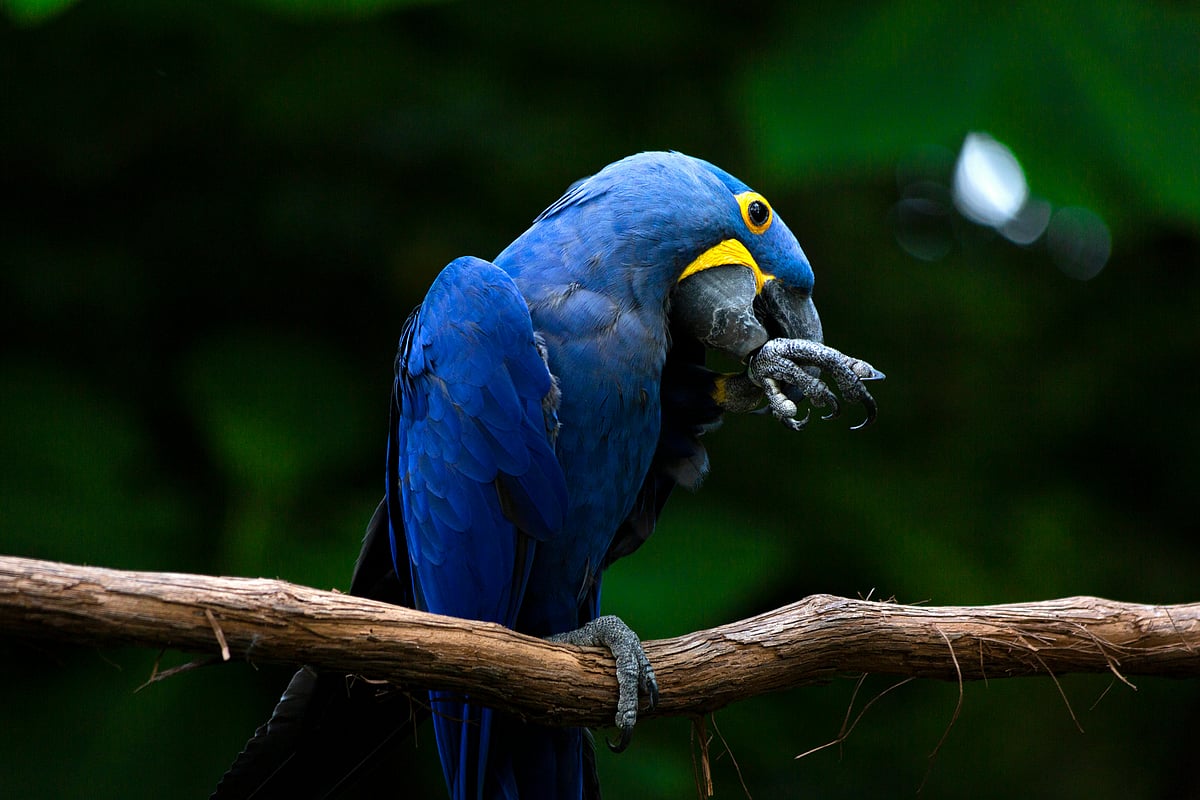Bengaluru man electrocuted trying to rescue pet Macaw