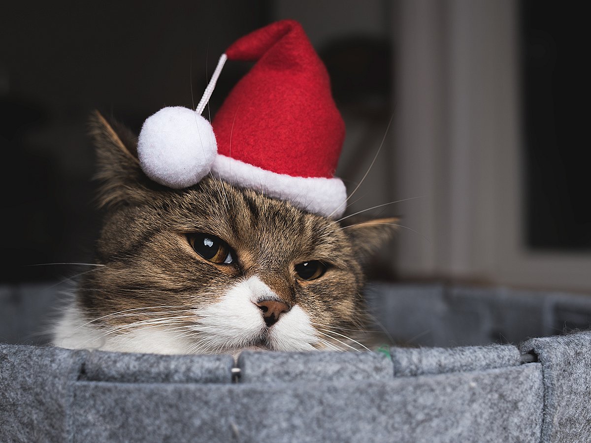 Holiday survival guide: 10 tips to stay cool and be the favourite relative