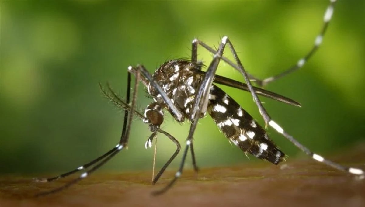 Health alert: UAE ministry warns of rising mosquito density and disease ...