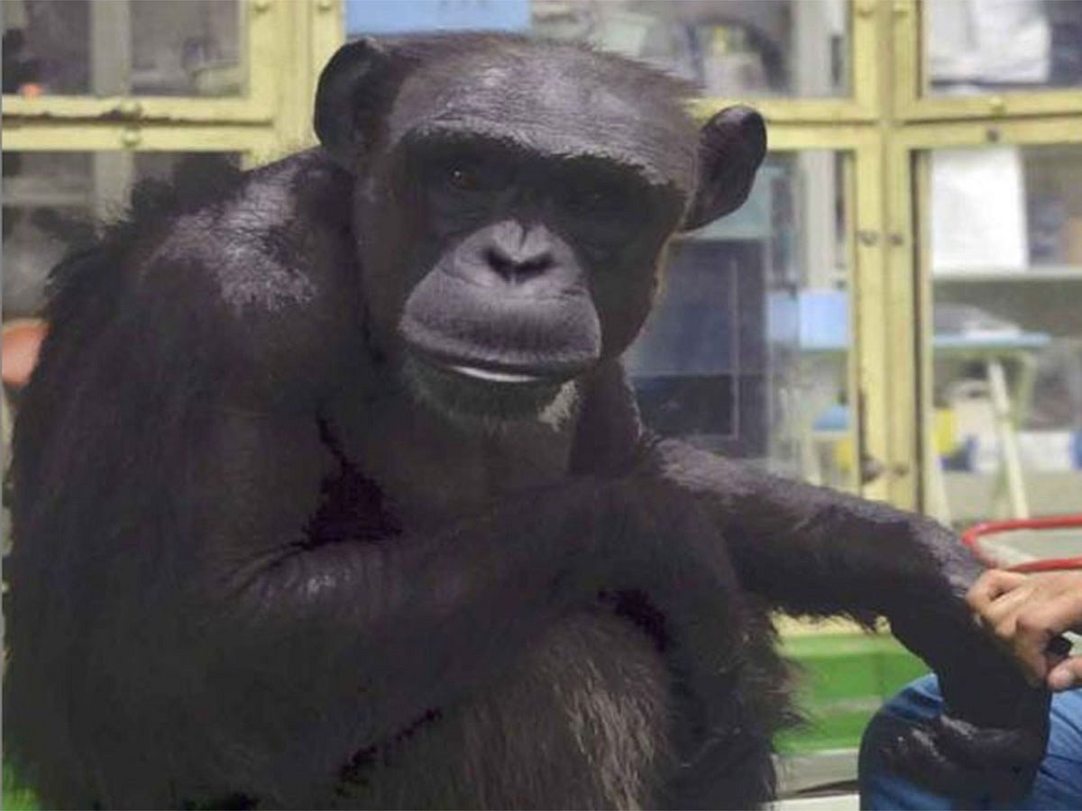 ‘Genius’ chimpanzee Ai, who could identify Arabic numerals, dies in ...