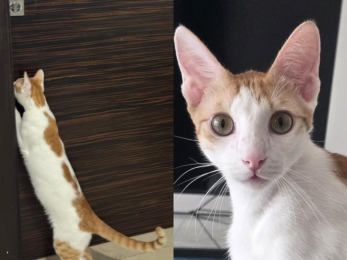 Dubai Teachers Offer Dh3,000 Reward to Find Missing Cat Lando