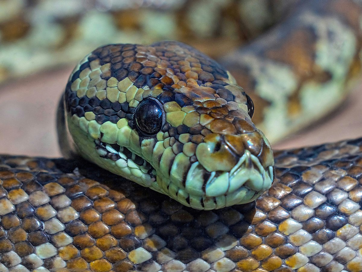 Brisbane woman wakes to 2.5-metre carpet python on her bed