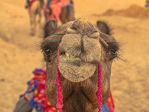 Camel Crashes Through Car Roof in Rajasthan: One Dead, Four Injured