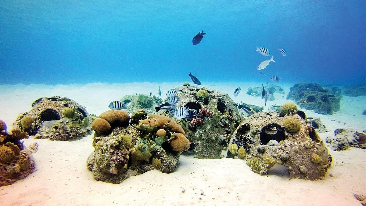 Abu Dhabi’s Fish AI project revolutionises fisheries monitoring in minutes