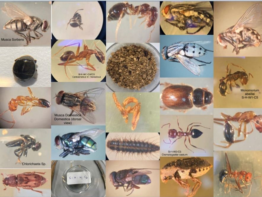 Dubai Police’s secret weapon: Insects now help solve deaths with no clues