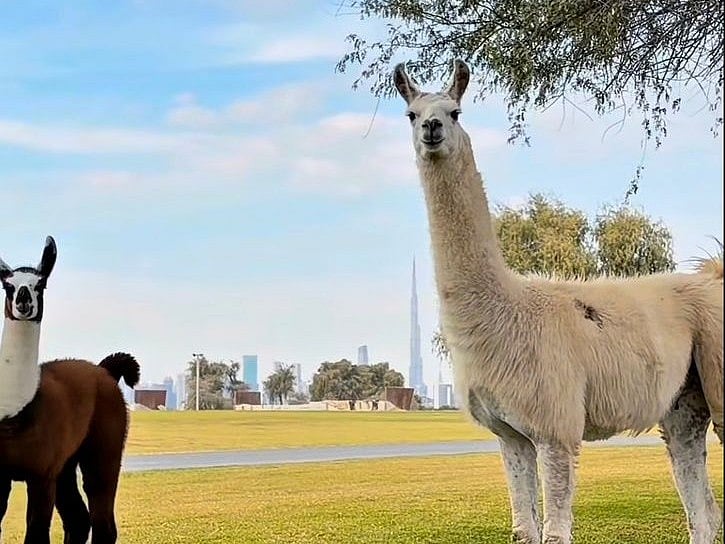 Sheikh Hamdan Captures Llamas Roaming in Dubai with Burj Khalifa Backdrop