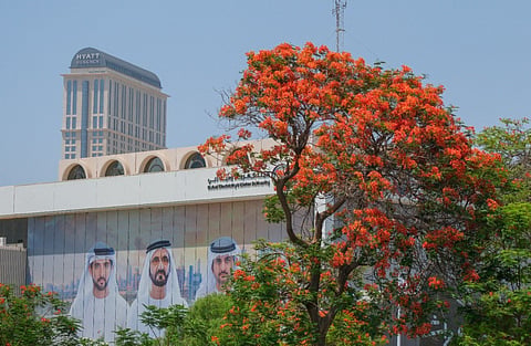 Dubai to Bloom Red: Sheikh Hamdan’s Flame Tree Planting Drive to ...