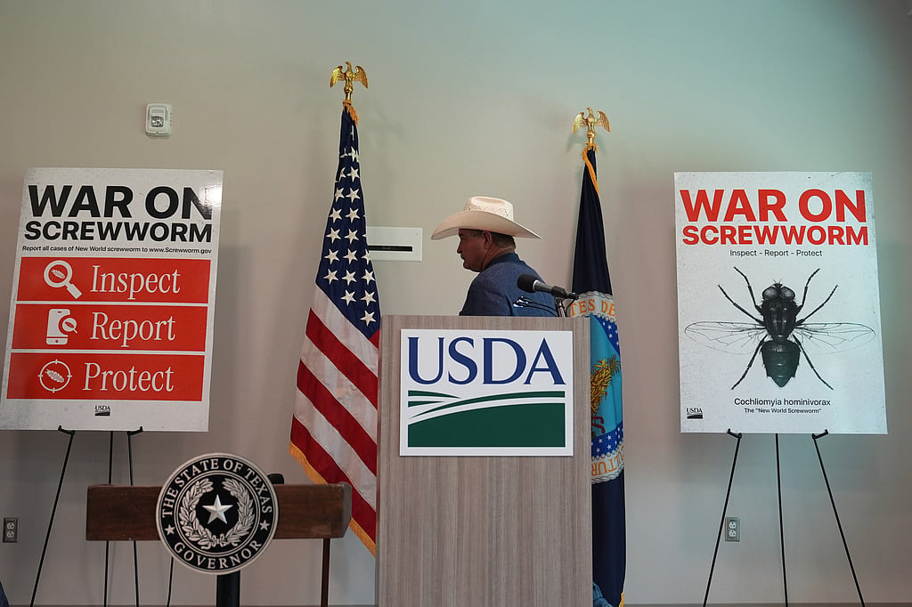 Flesh-eating cattle parasite spreads beyond Texas as new screwworm ...