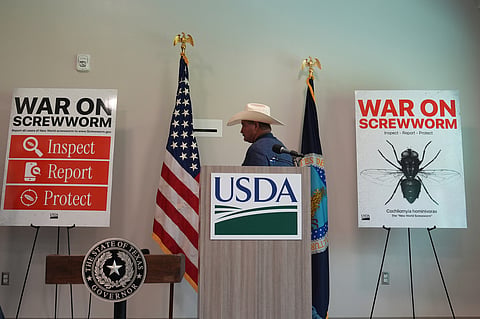Flesh-eating cattle parasite spreads beyond Texas as new screwworm ...