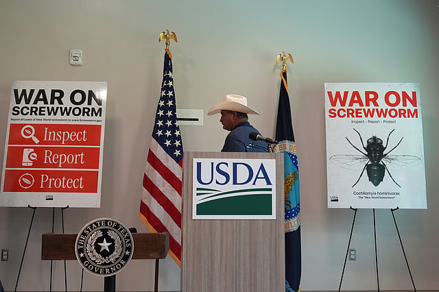 Flesh-eating cattle parasite spreads beyond Texas as new screwworm ...
