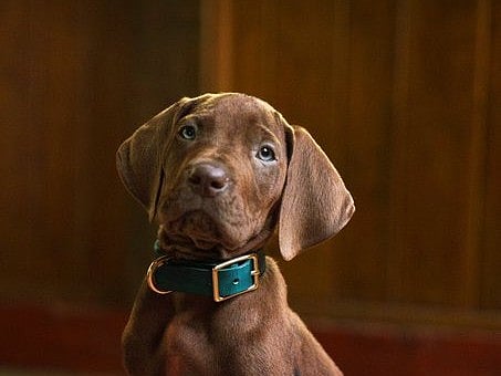 Netflix’s live-action Scooby-Doo reveals real puppy as beloved canine ...