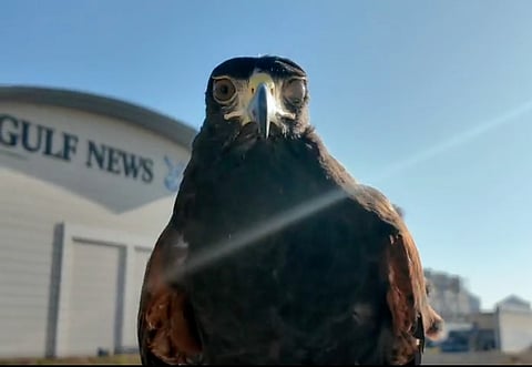 Shawk the Hawk Predictions