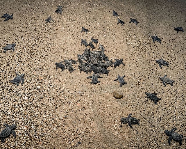 93 hawksbill turtles hatch in Fujairah with 98% survival rate, marking ...