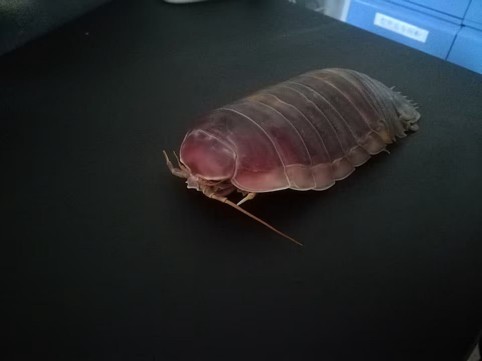 Deep-sea creature survives five years without food