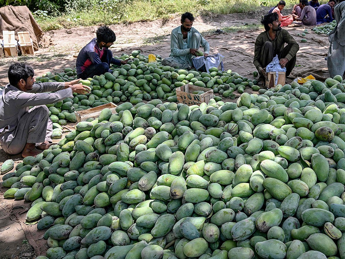 Pakistan’s Mango Exports Plunge 30% as Middle East War, Soaring Freight ...