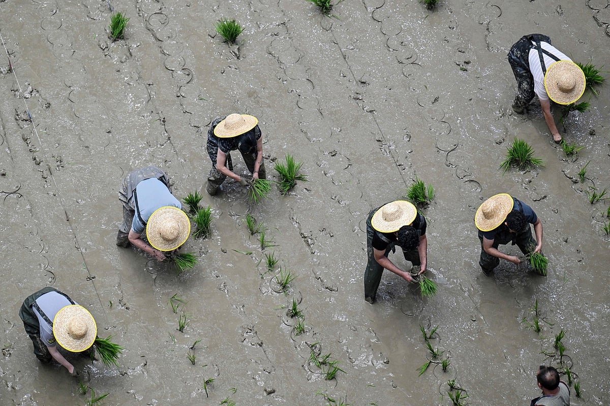 China Mall Transforms into Rice Paddy Field for Unique Urban Farming ...