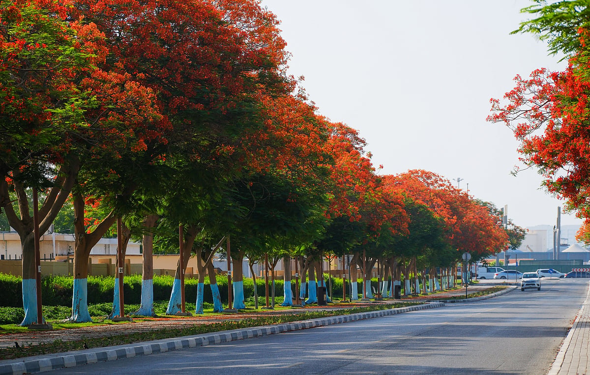 Flame Tree Season: How Dubai’s Summer Bloom Is Growing Into a New ...