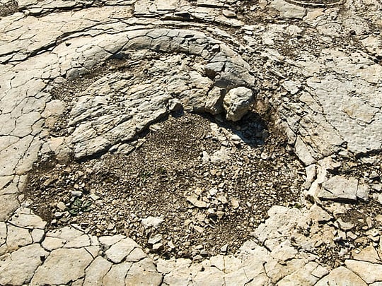 Dinosaur fossils found in Saudi Arabia