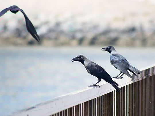 Crow attacks terrify Dubai’s Discovery Gardens residents