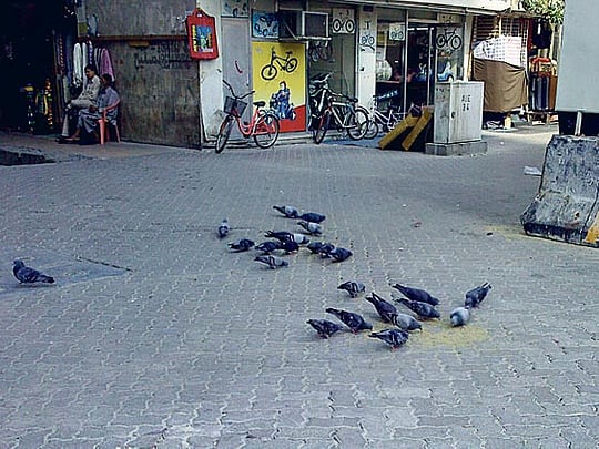We need help to tackle pigeon problem