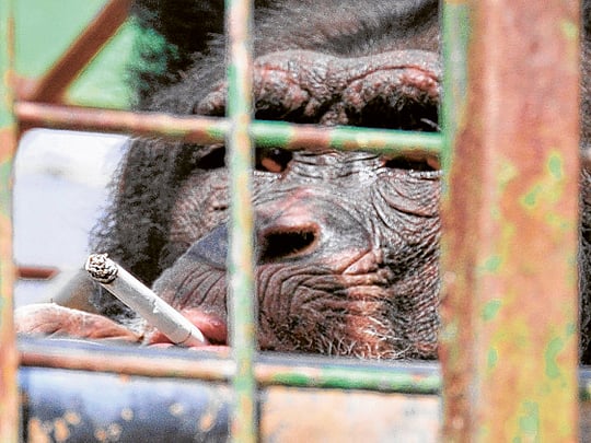 Cigarette-smoking chimp can finally breathe easy