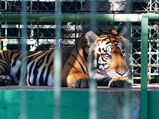Dubailand tigers relocated to Dubai Zoo