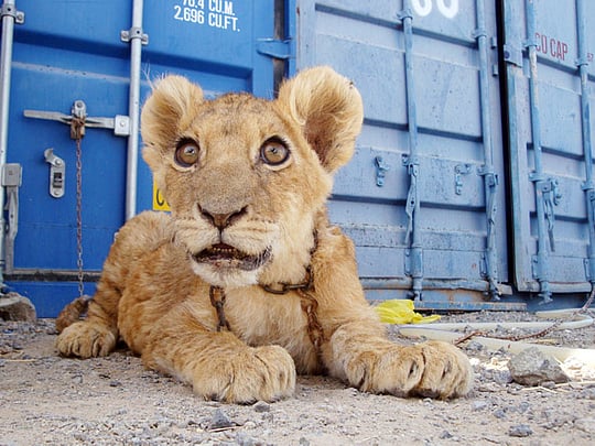 Lion cubs for sale in UAE black market