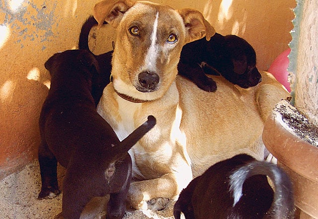 UAE: Animal welfare legislation