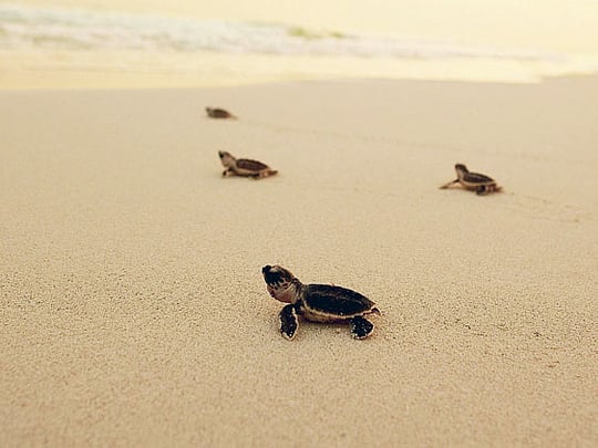 Watch: Hawksbill sea turtle hatchlings released in Dubai on World Sea ...