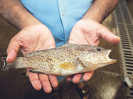 Gulf News campaign: Save the hamour