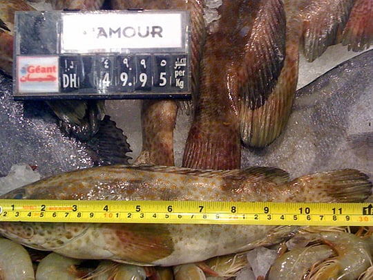 Qatar to release 50,000 baby hamour in its waters