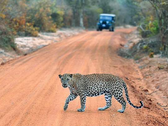 Leopards in danger of extinction: experts