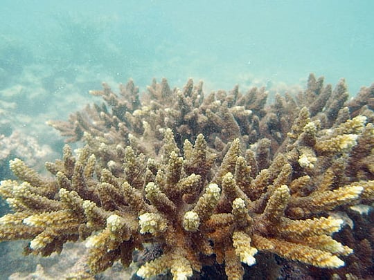 Safety of coral reef gets due attention
