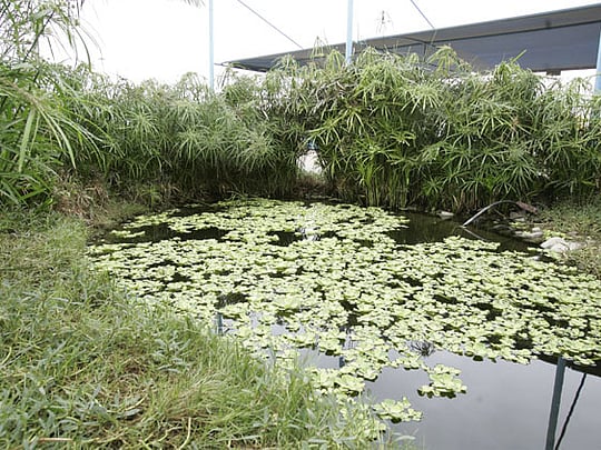 Green way to treating effluent water