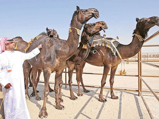 See UAE’s prettiest camels at Al Dhafra Festival
